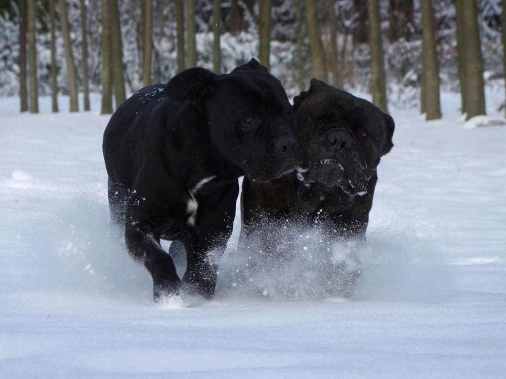 Cane Corso - Dogs-wallpapers - Cane Corso Snow (#1001533) - HD ...