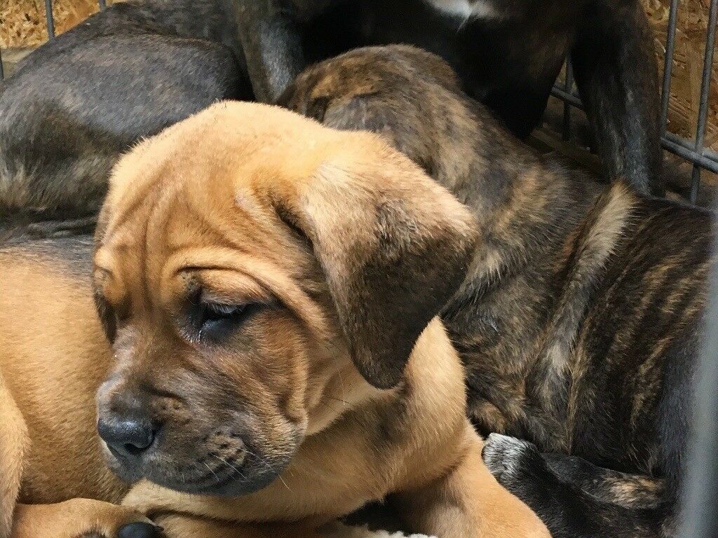 Cane Corso Cross - Companion Dog (#1001748) - HD Wallpaper ...