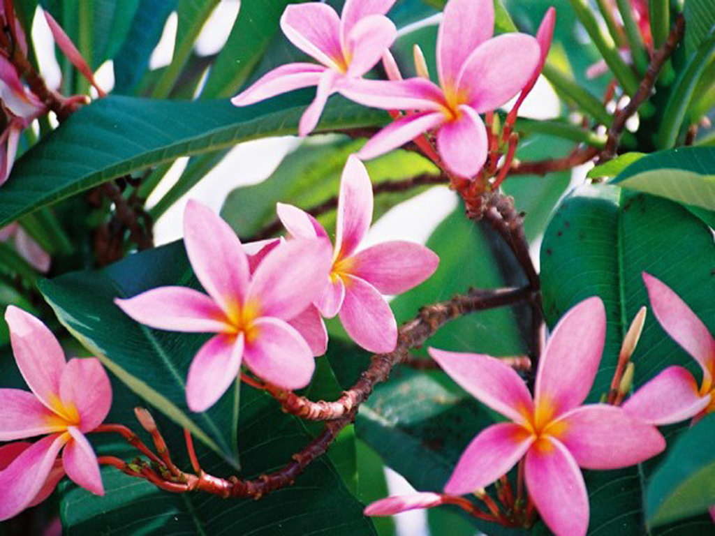 Jasmin (#1014842) - HD Wallpaper & Backgrounds Download