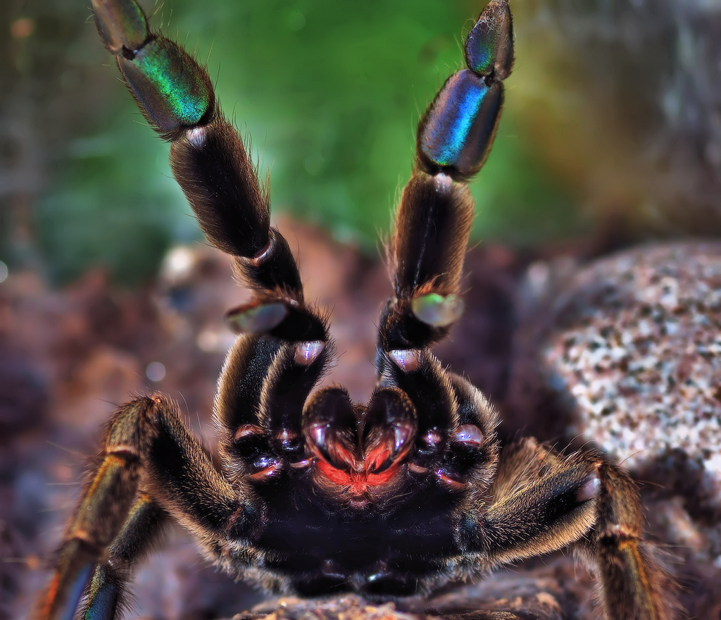 Tarantula Wallpaper Attack Pose Top 10 Most Venomous Spiders In The