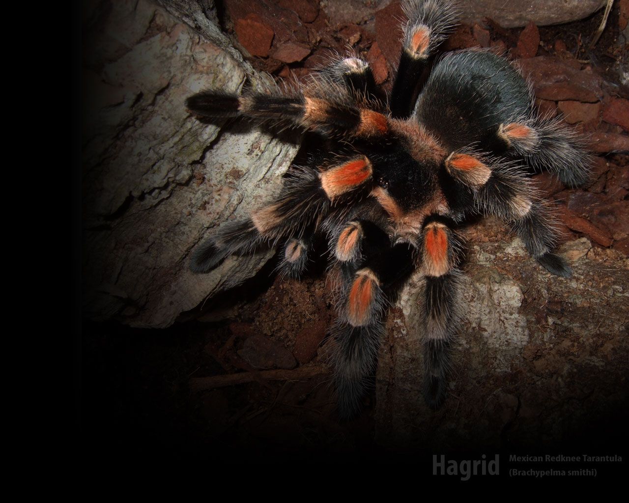 Tarantula Wallpaper - Mexican Red Knee Tarantula (#1032240) - HD ...