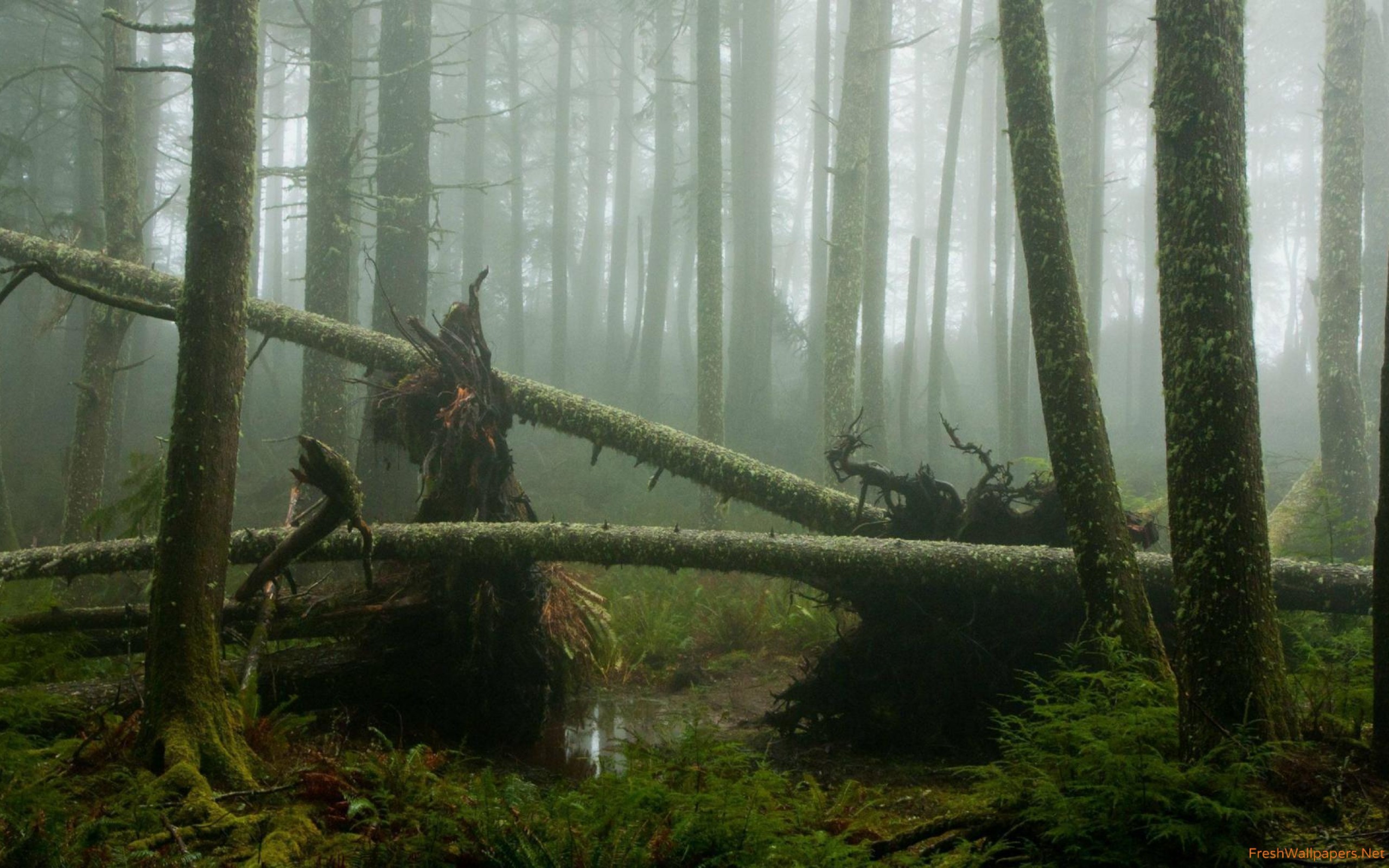 Misty Swamp Forest Wallpaper - Swamp Forest (#1055735) - HD Wallpaper ...