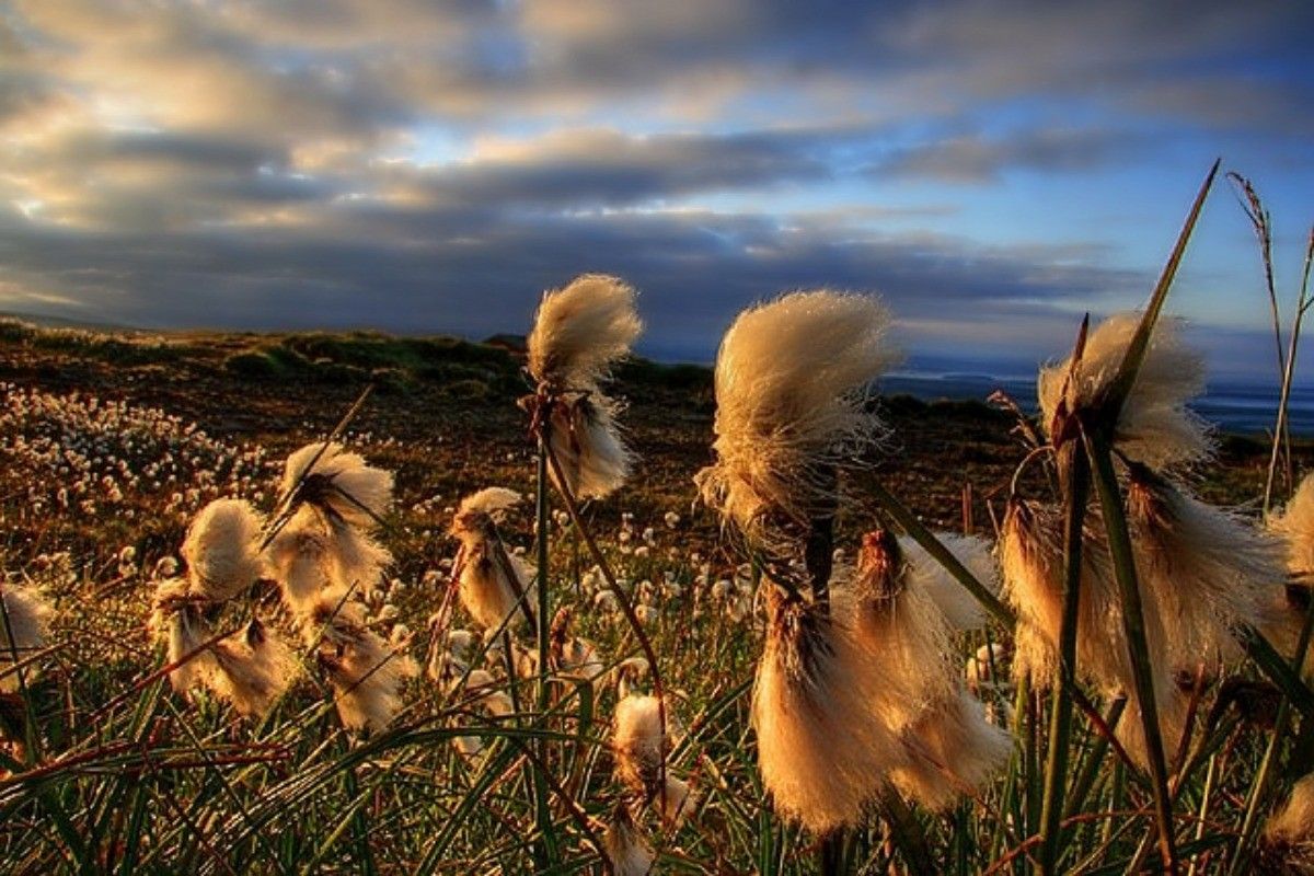 Download Windy Landscape Background On Itl.cat