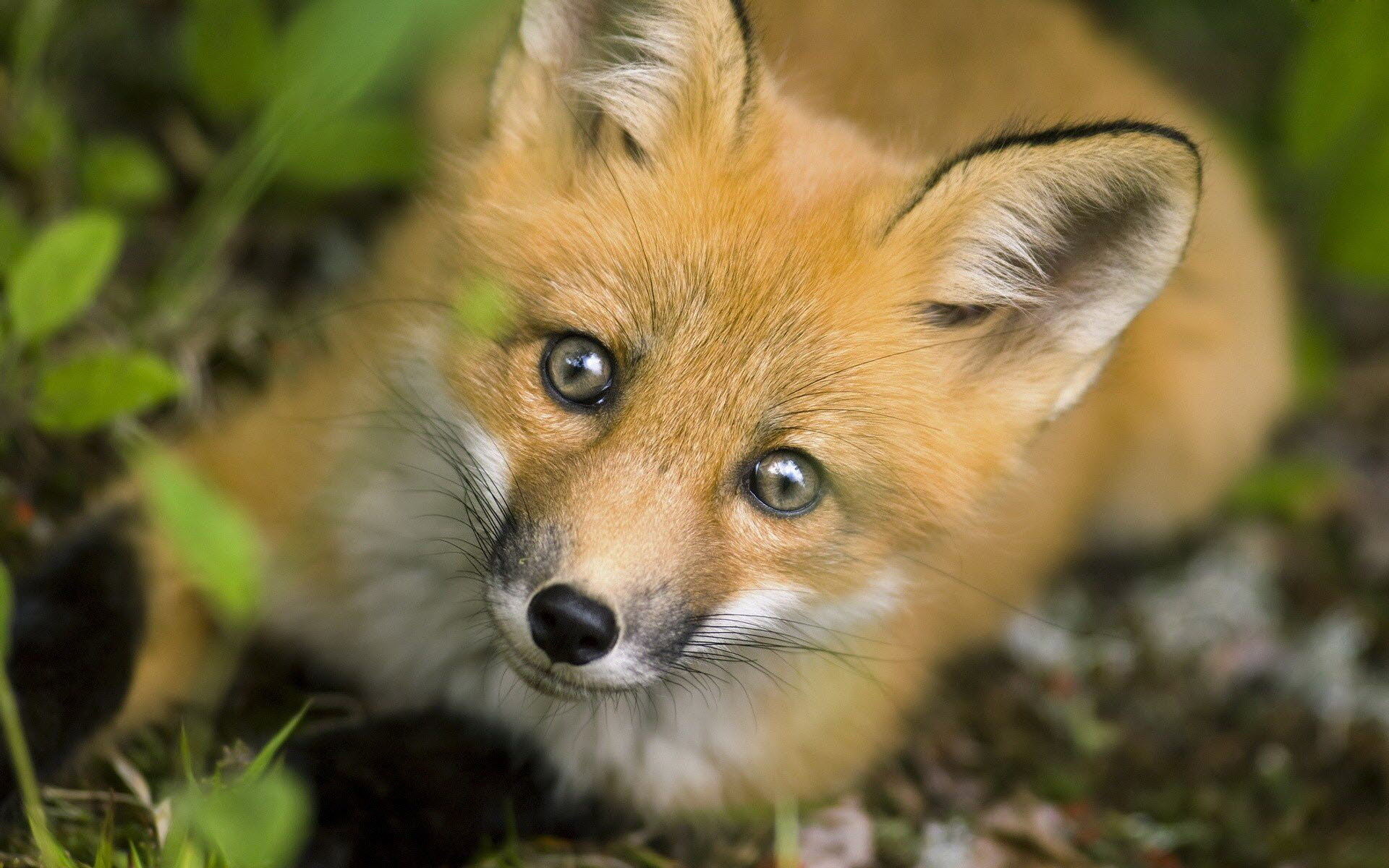 Pretty Fox Wallpaper - Fox Information (#114936) - HD Wallpaper ...