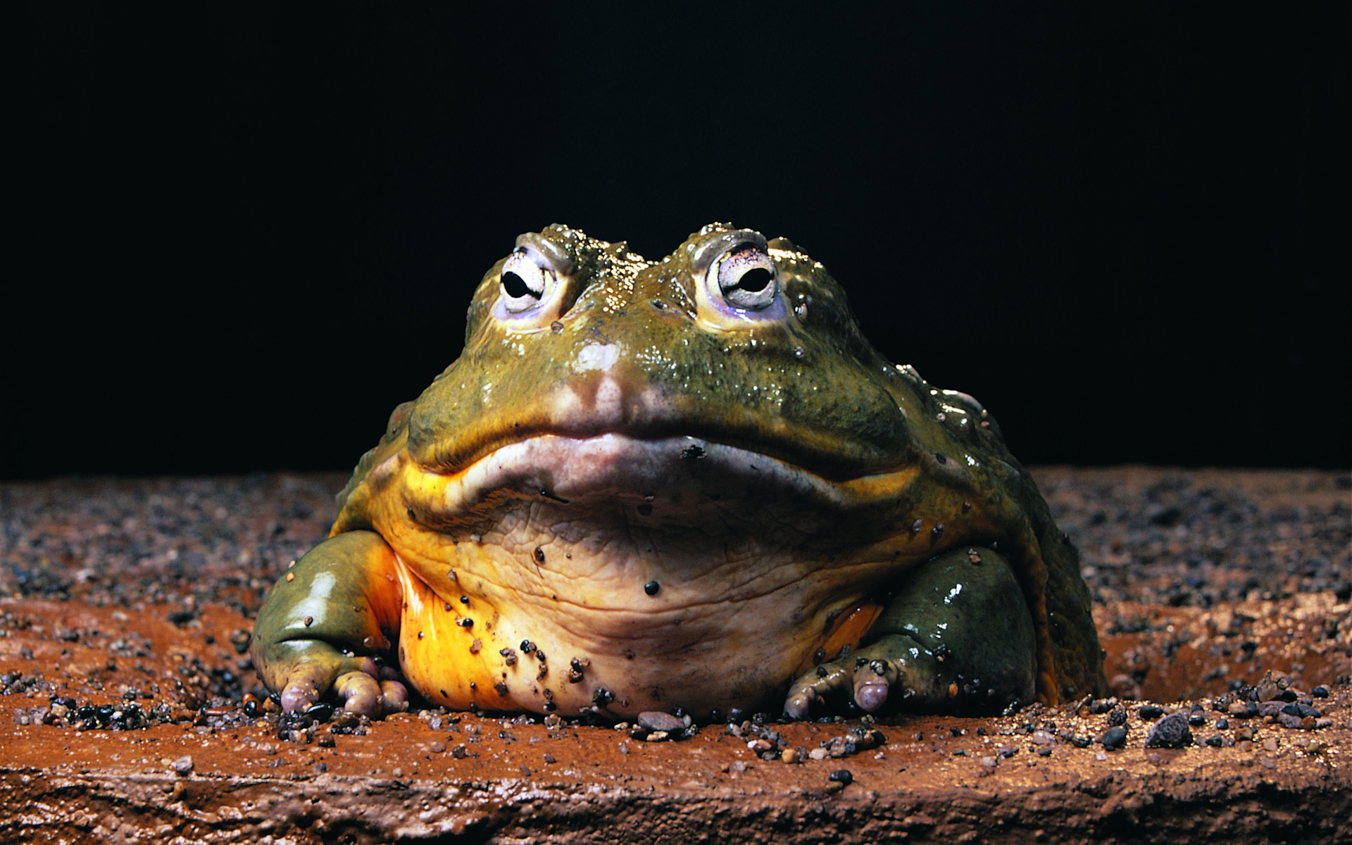 Frog Hd Wallpaper - Animals With Human Lips (#1103647) - HD Wallpaper ...