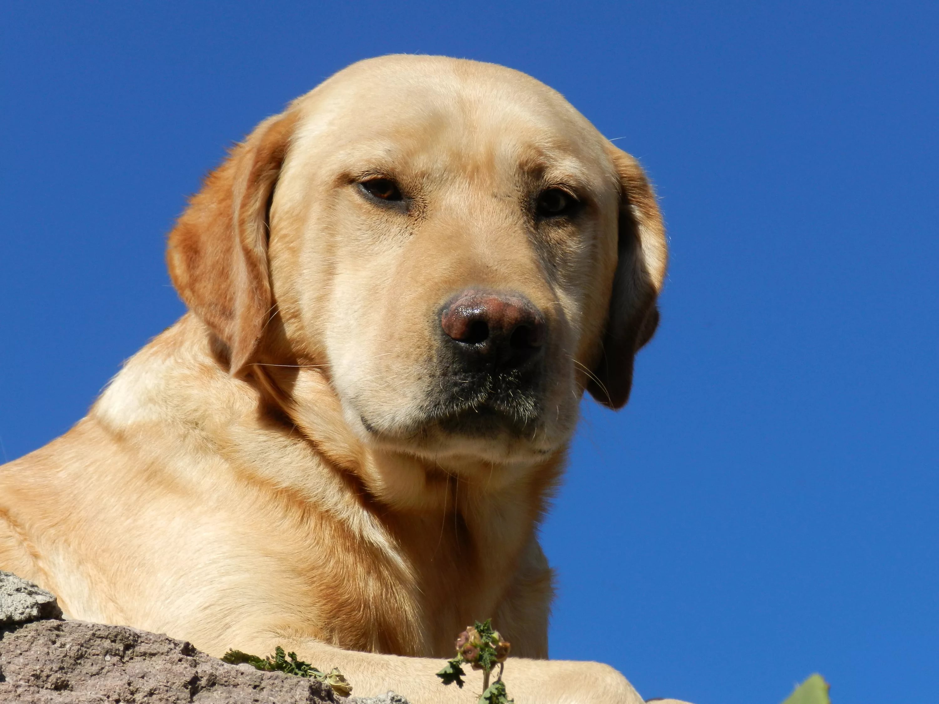 Labrador Retriever Hd Wallpaper - Labrador Dorado Adulto (#1118602 ...