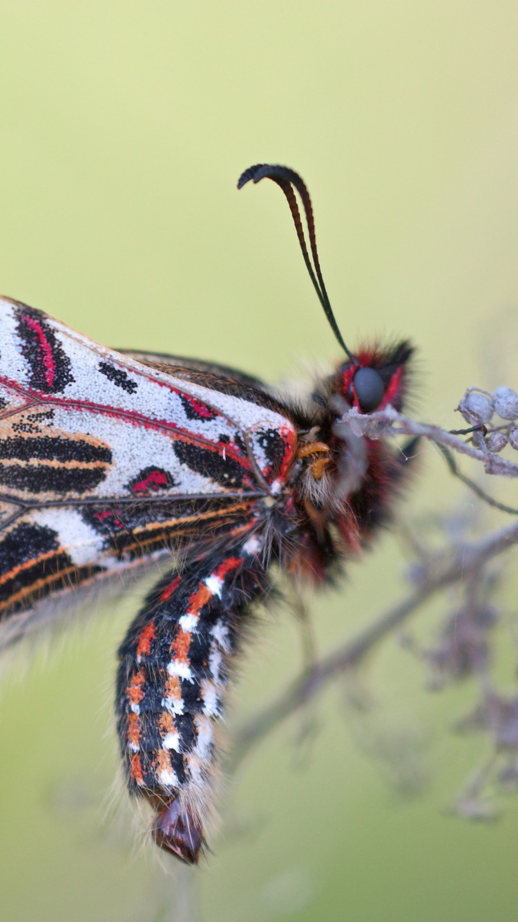 Download Pink Butterfly Garba, Pink Butterfly Garland - Papillon Vu De ...