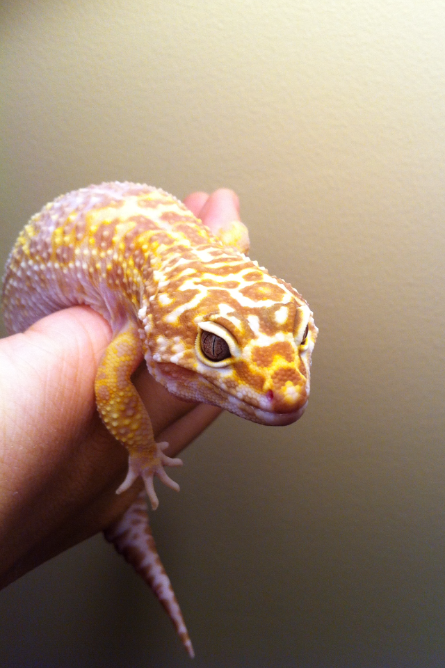 Leopard Gecko Clipart - Leopard Gecko Phone Background (#1123882) - HD ...