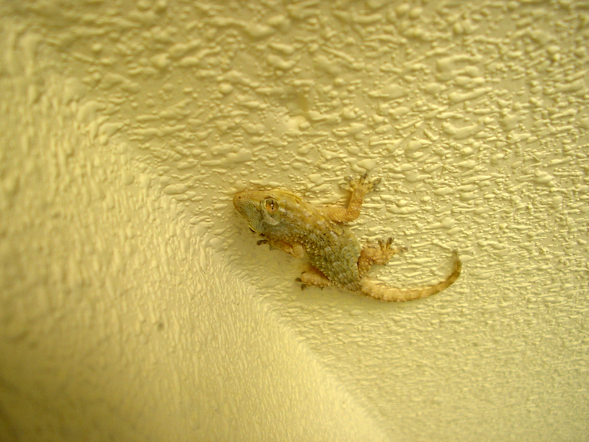 Gecko On Ceiling - Gecko Ceiling (#1123960) - HD Wallpaper ...