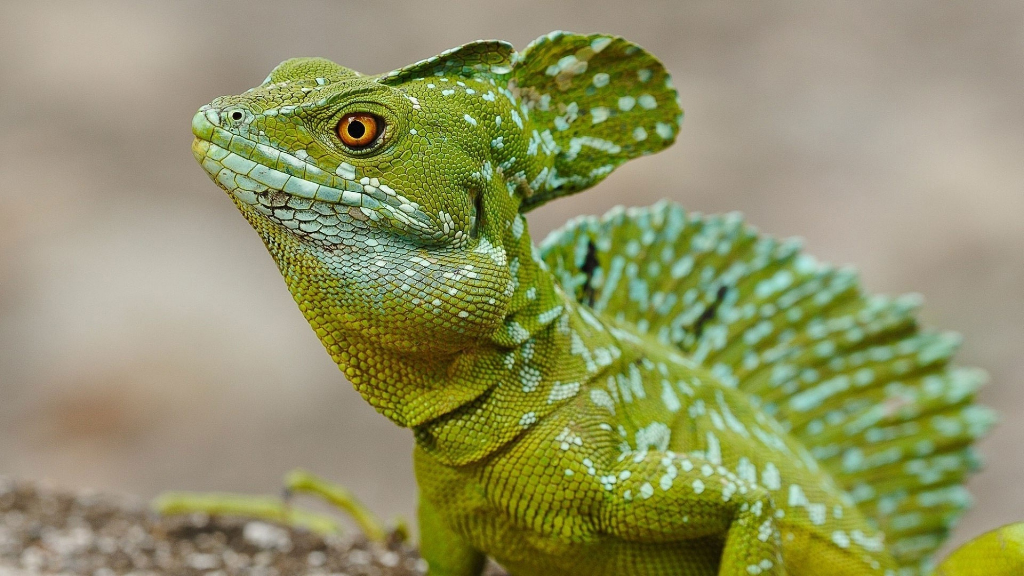 Lizard 4k - Hd Lizards (#1129042) - HD Wallpaper & Backgrounds Download