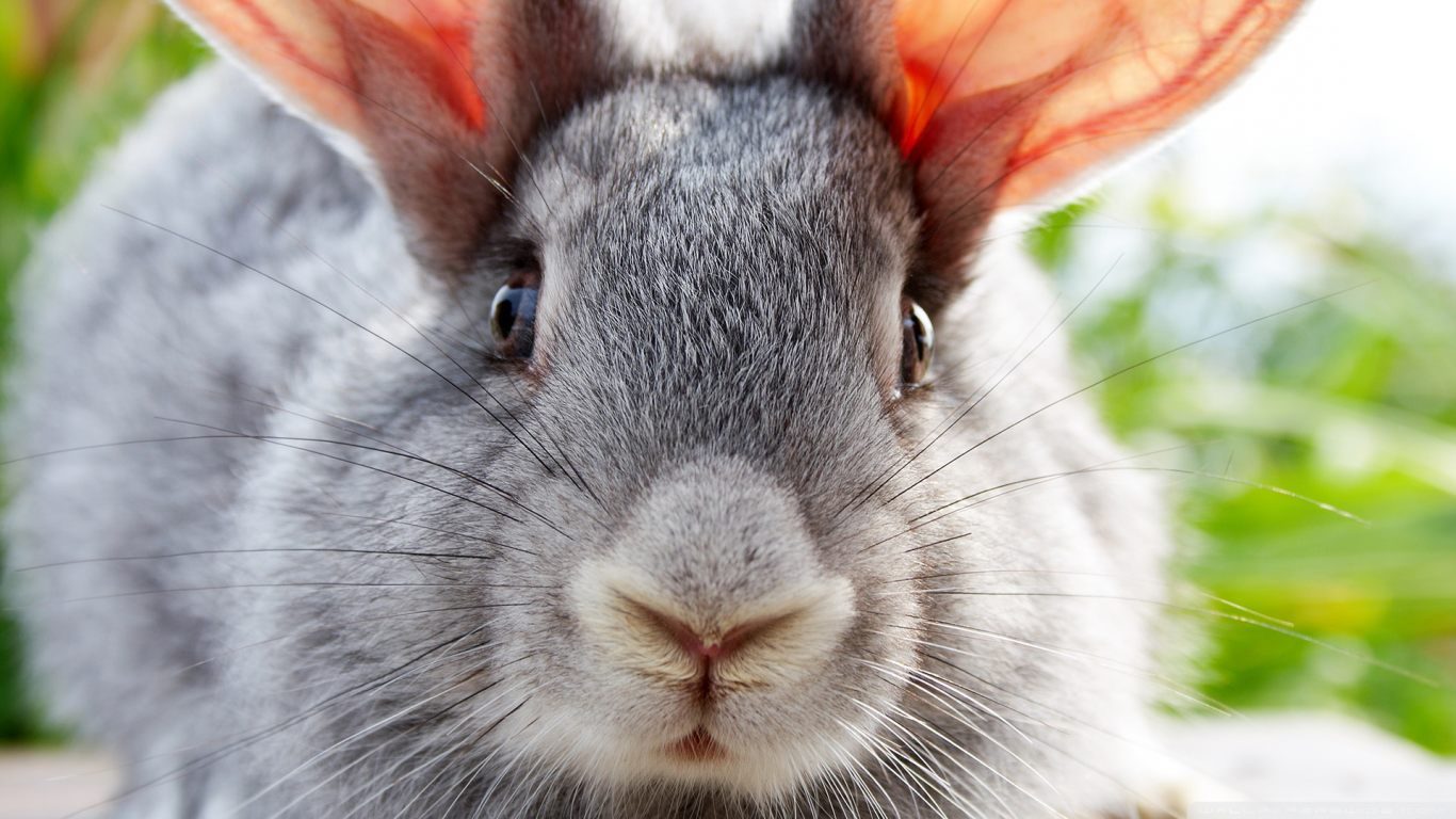 Conejo Hd - - Funny Rabbit Hd (#1147033) - HD Wallpaper & Backgrounds ...
