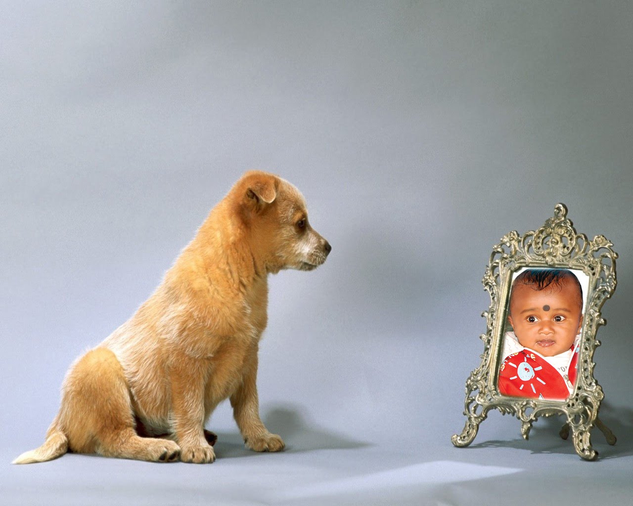 Babu Name Wallpaper - Dog (#1151793) - HD Wallpaper & Backgrounds Download