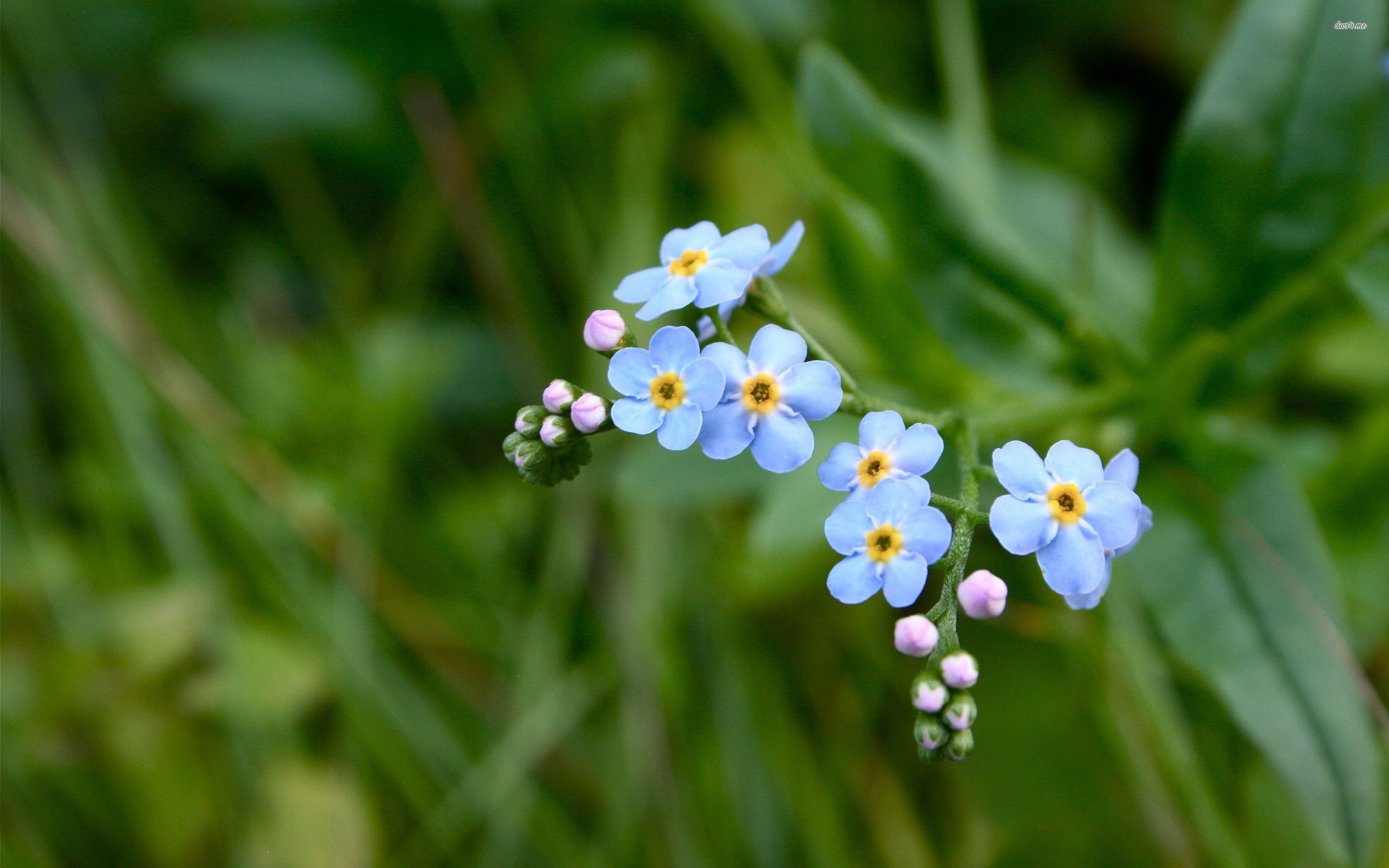 Forget Me Not Wallpaper - Desktop Forget Me Not (#1164047) - HD ...