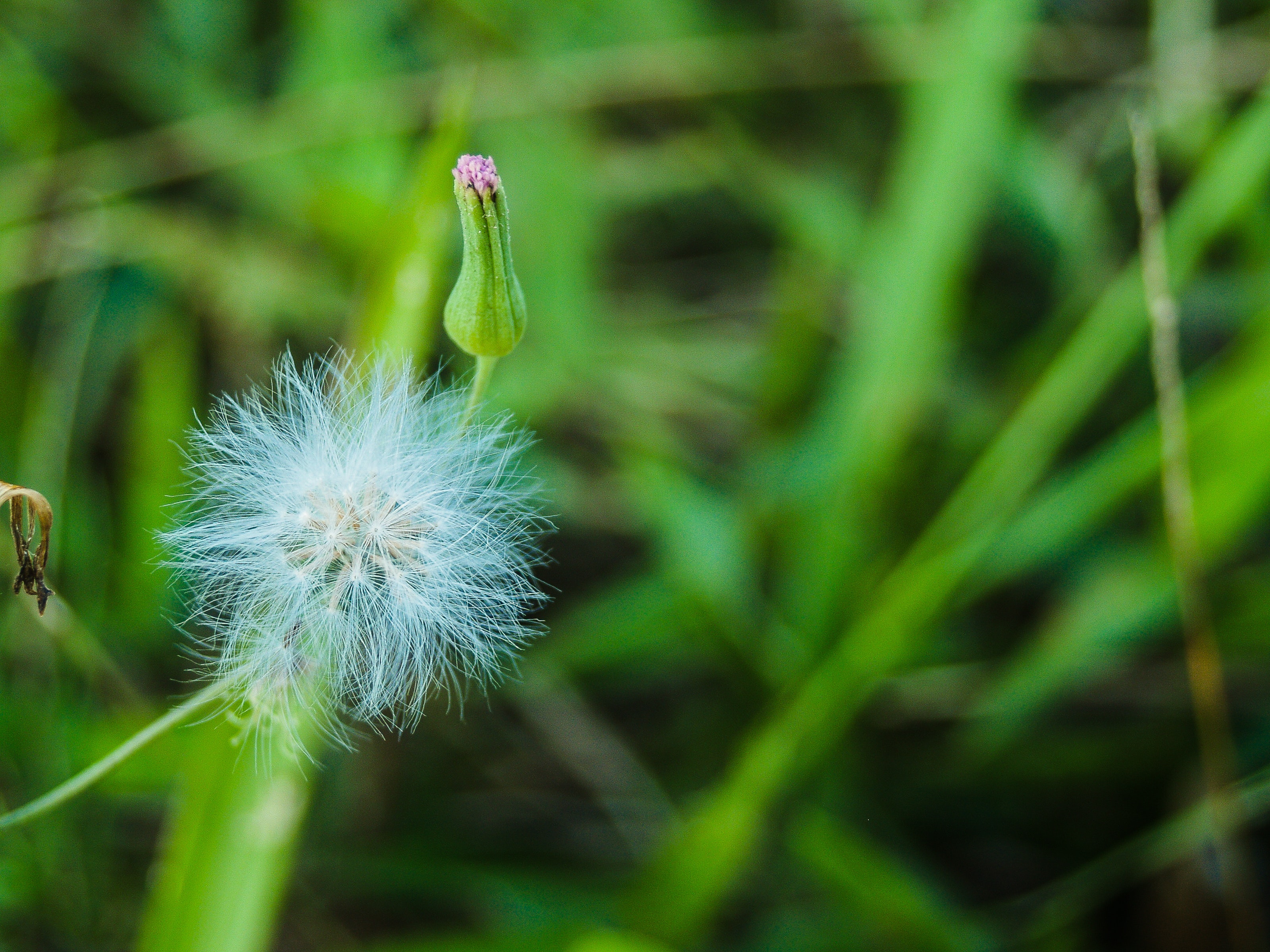 Similar Photos - Dandelion (#1167594) - HD Wallpaper & Backgrounds Download