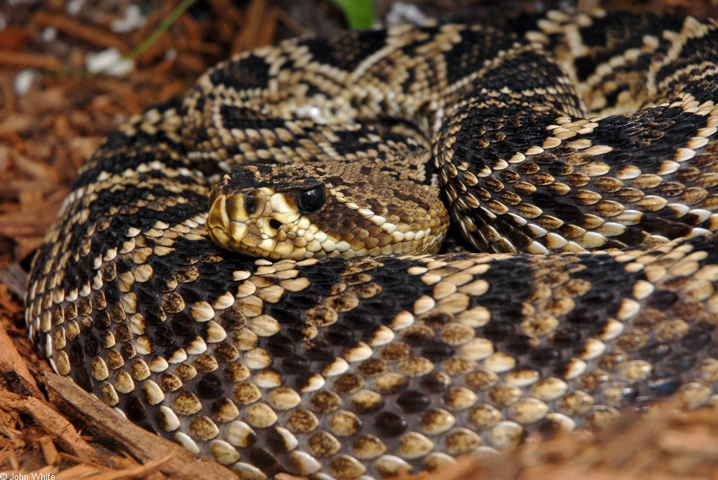 Eastern Diamondback Rattlesnake Wallpaper Hd - Diamond Pattern Snake ...