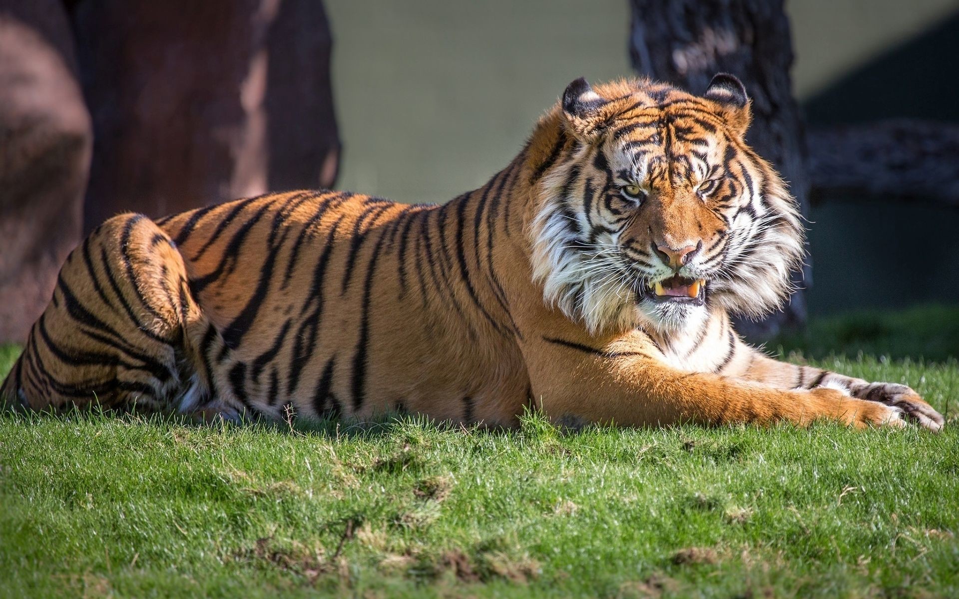 Saber Tooth Tiger Wallpapers - Siberian Tiger (#1217452) - HD Wallpaper ...