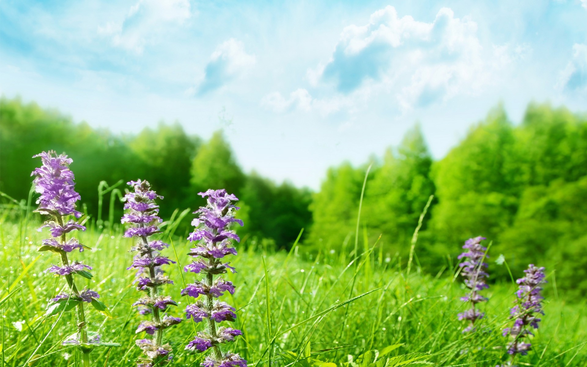 Eco Friendly Wallpaper Hd (#1245215) - HD Wallpaper & Backgrounds Download