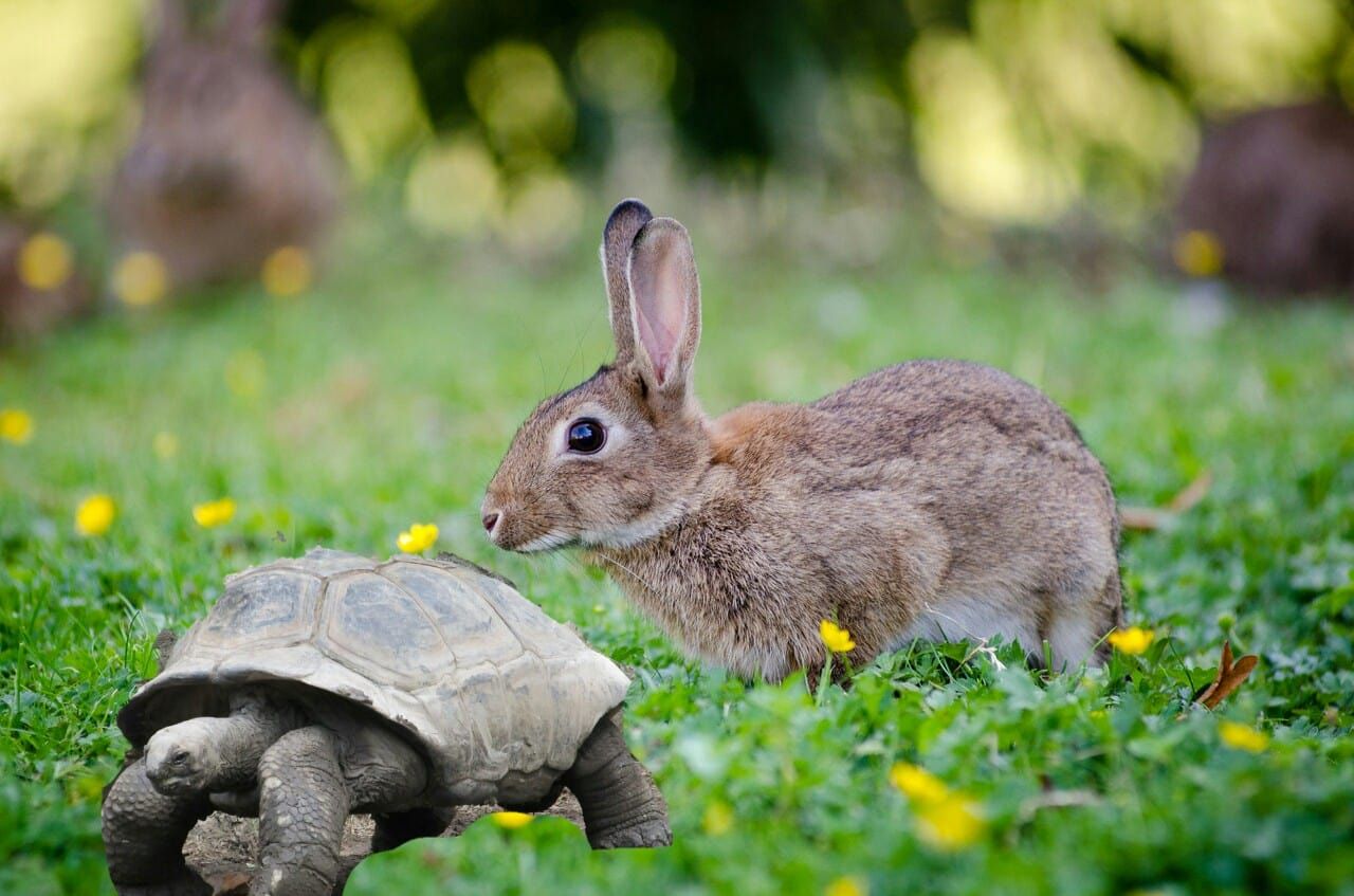 Khargosh Aur Kachua Ka Motivational Kahani In Hindi - Rabbit ...