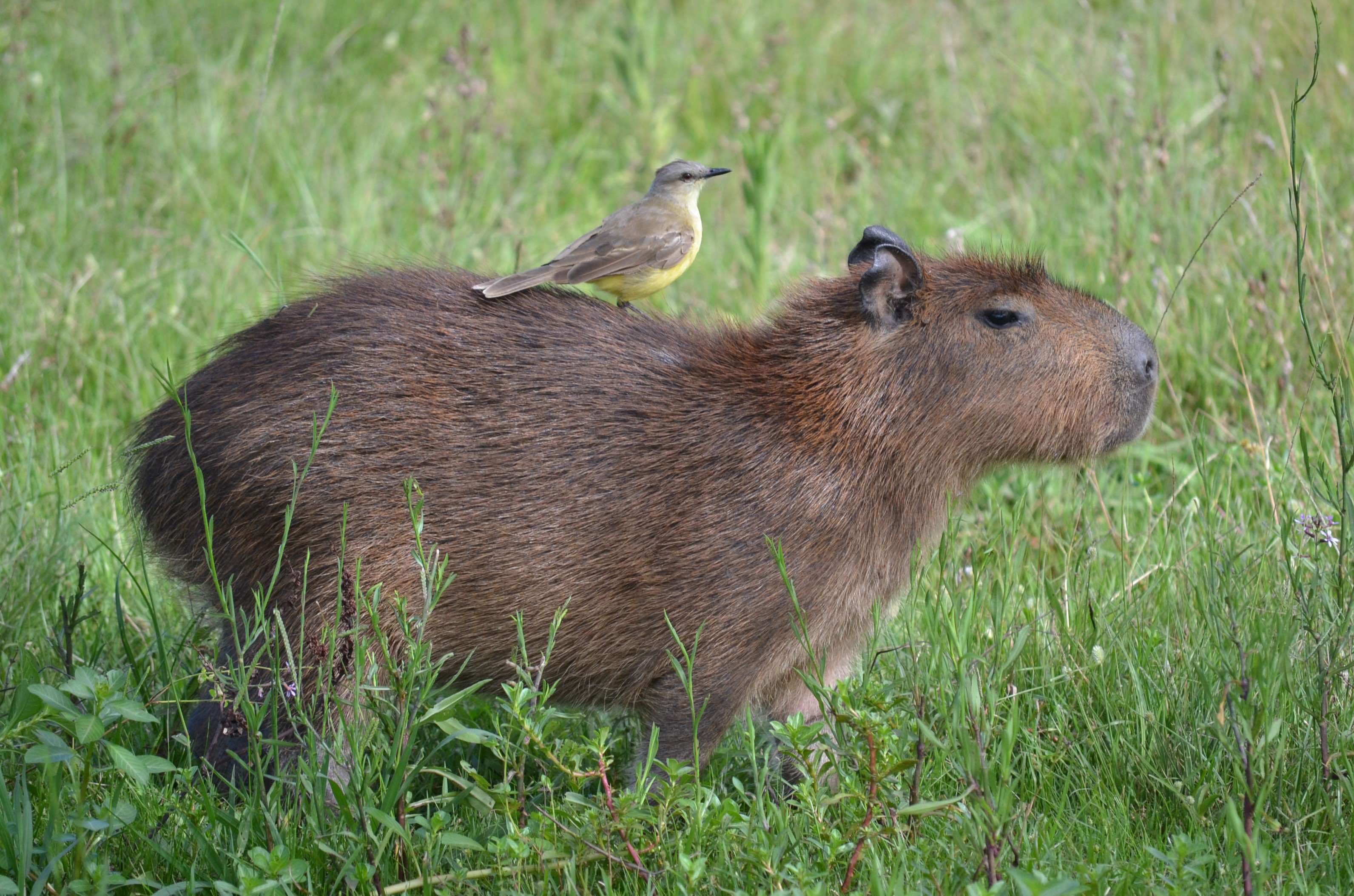 Capybara Wallpaper Image Group - Bird On Capybara (#1299186) - HD ...