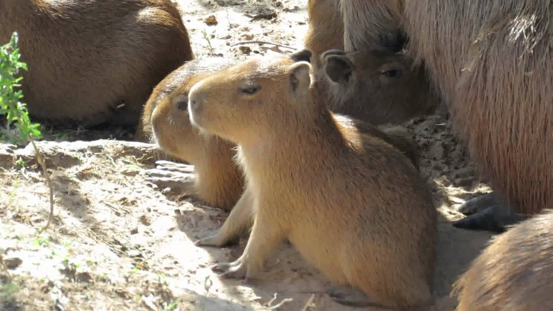The Most Beautiful Capybara Venezuela Wallpaper - Capybara (#1299264 ...
