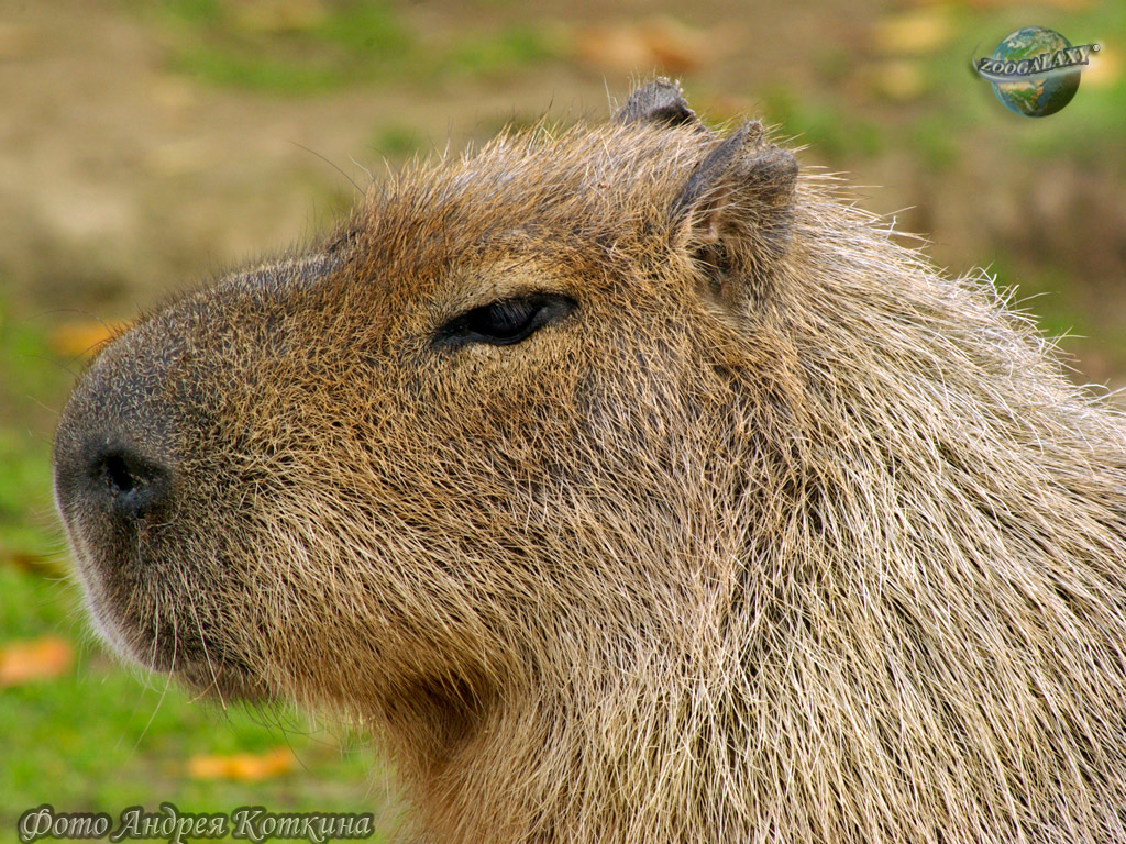 Фото Capybara - Punxsutawney Phil (#1299627) - HD Wallpaper ...