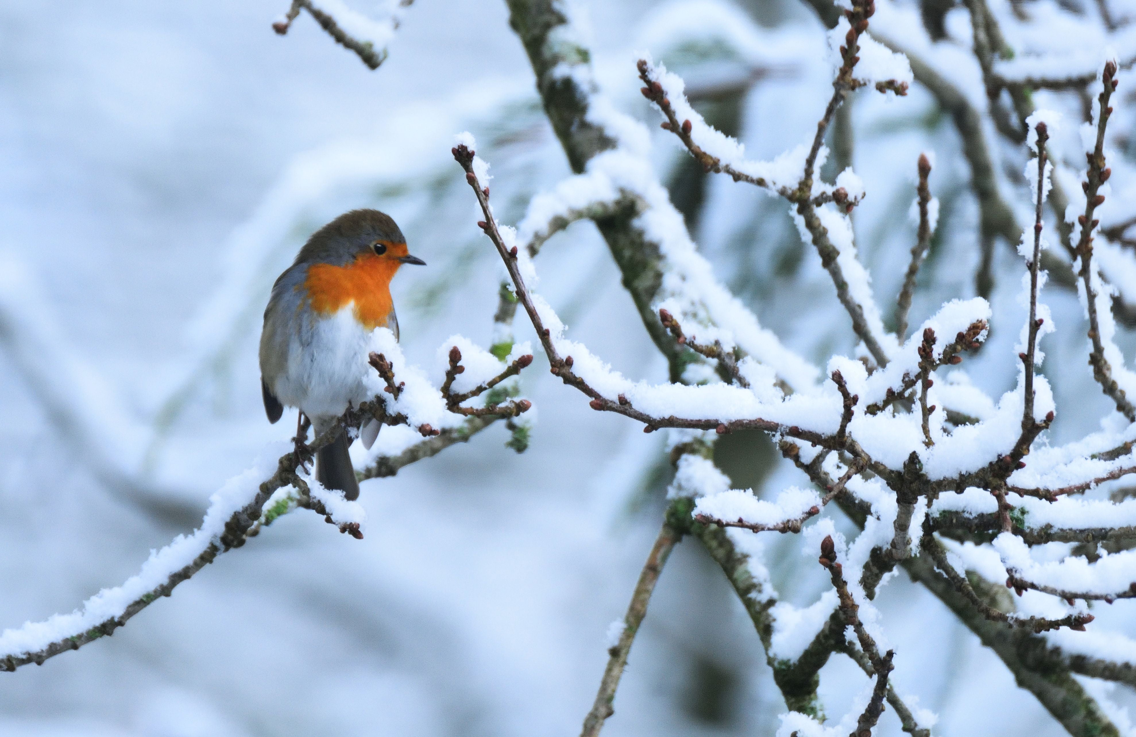 Winter Wallpaper-8 - European Robin (#137718) - HD Wallpaper ...