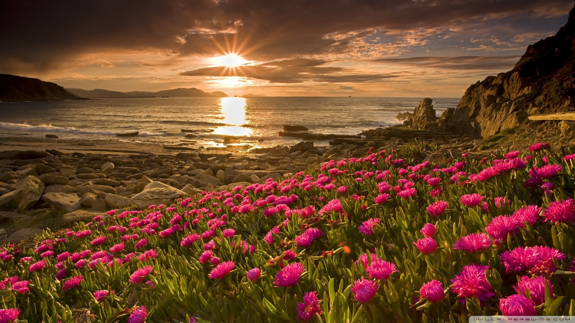 Standard - High Definition Flower Wallpaper Hd (#138772) - HD Wallpaper ...