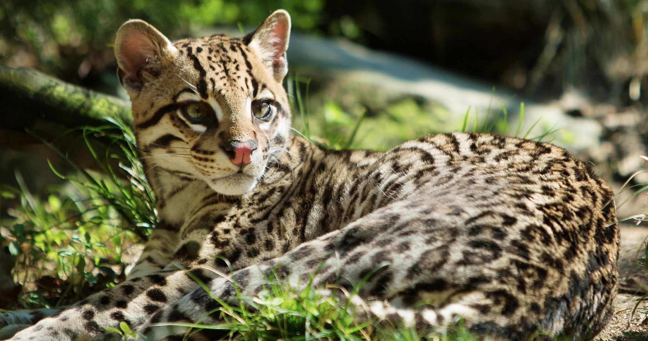 Download Ocelot In Amazon Rainforest On Itl.cat