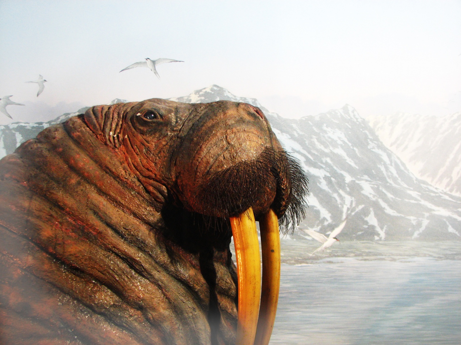 Walrus (#1307720) - HD Wallpaper & Backgrounds Download