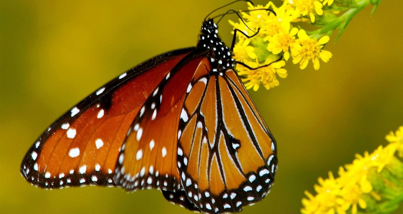 Gallery Description - Yellow Blur Photoshop Background (#1310182) - HD ...