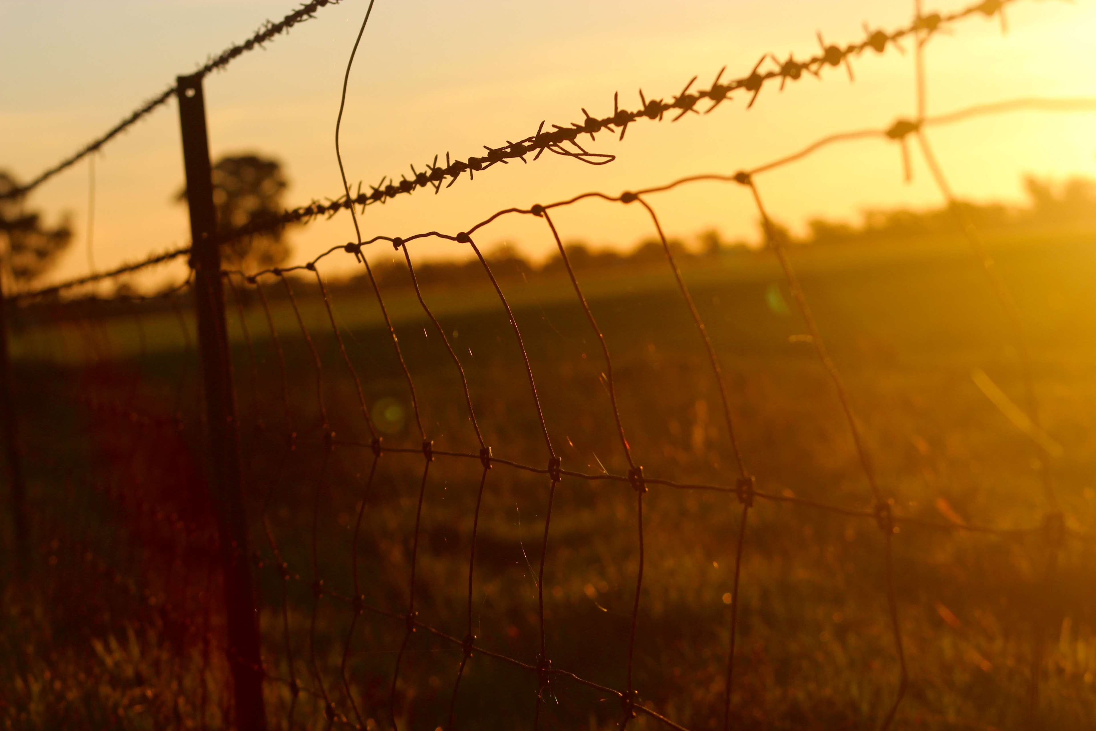 Barbed Wire, Fence, Wire Mesh 4k Wallpaper And Background - Barbed Wire ...
