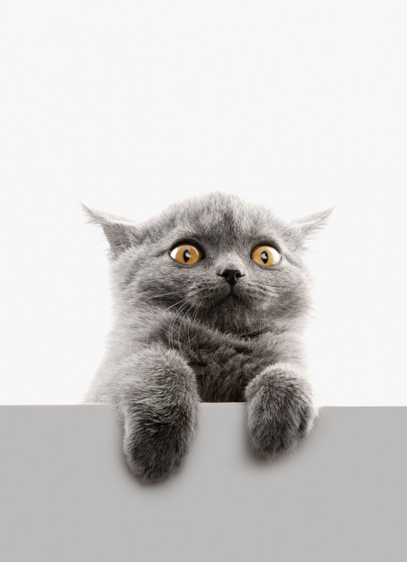 Download Wallpaper Scared Face, Cat, Animal - British Shorthair Kitten ...