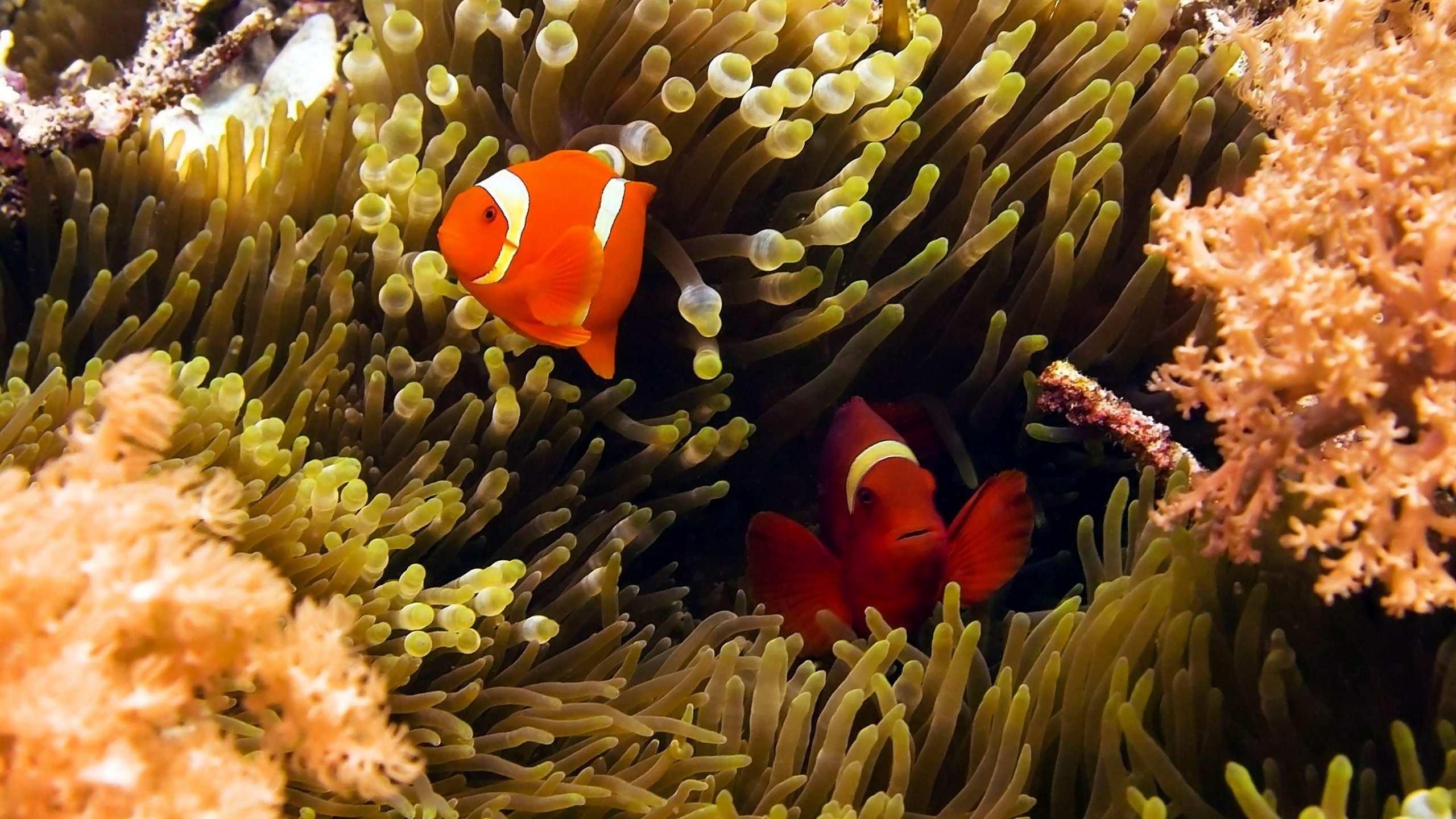 Best Clownfish Wallpaper Id - Wallpaper (#1359712) - HD Wallpaper ...