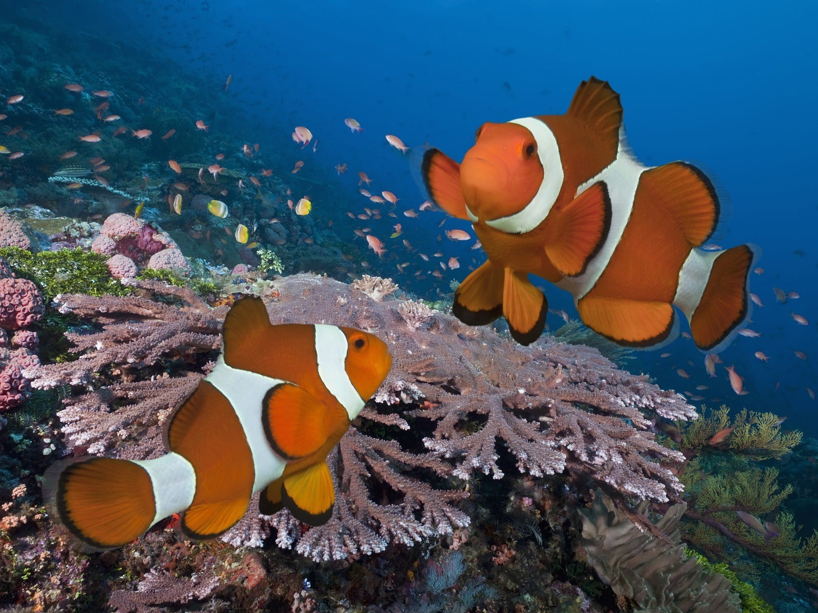 Two Clown Fish Digital Wallpaper Hd Wallpaper - Two Clownfish (#1359745 ...