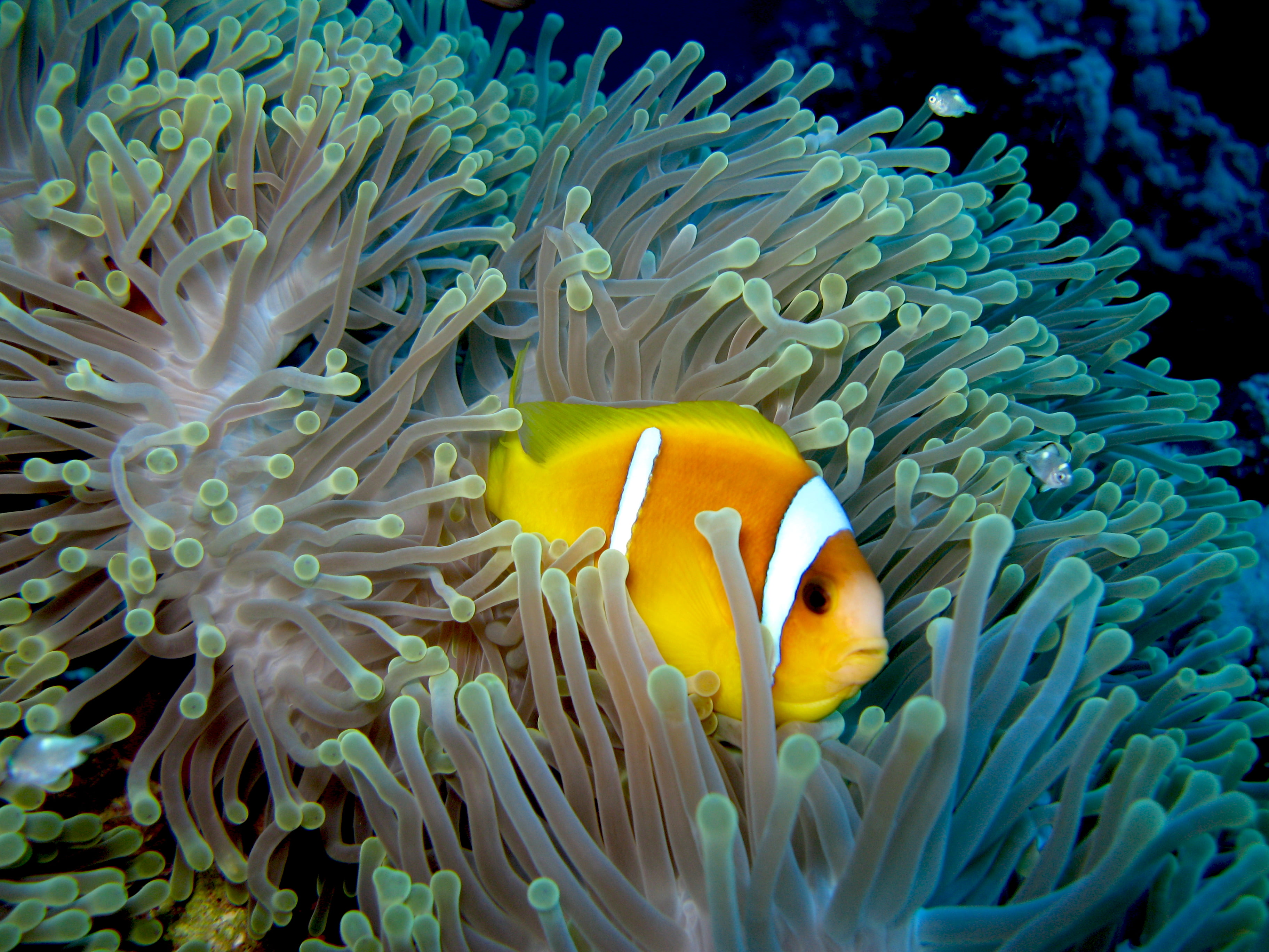 Download Clown Fish On Coral Reefs, Anemonefish Hd Wallpaper - Plongé ...