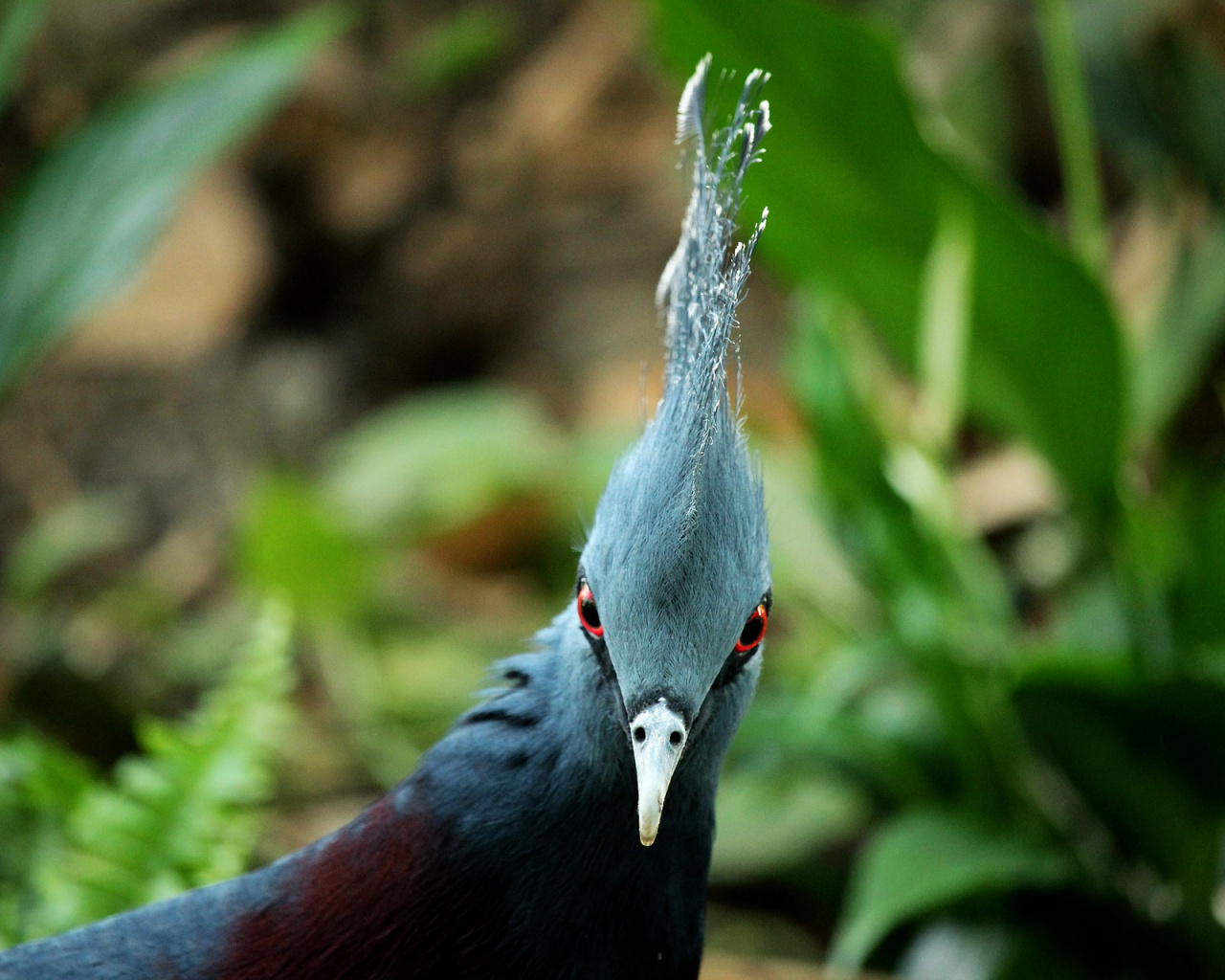 Cockatiel Bird, Muzzle - Bird (#1360012) - HD Wallpaper & Backgrounds ...