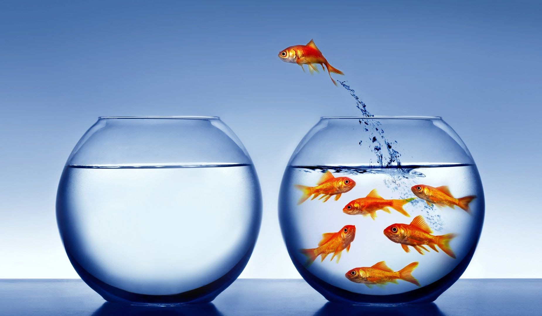 Fish Jump Out Trick Goldfish Bowl Jumping 3d Hd Wallpapers - Fish In A ...