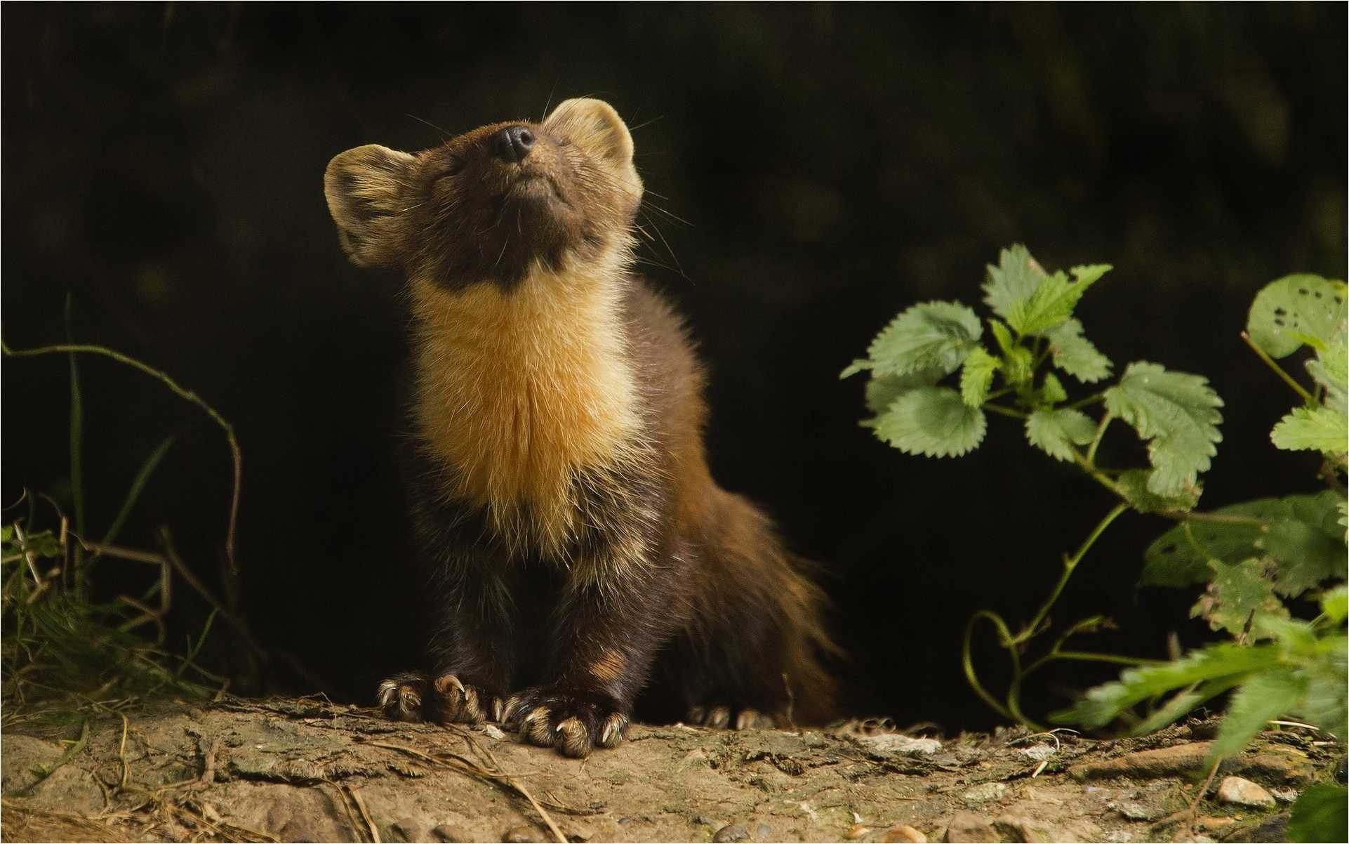 Beautiful Ferret Wallpaper - Stoat (#1388498) - HD Wallpaper ...