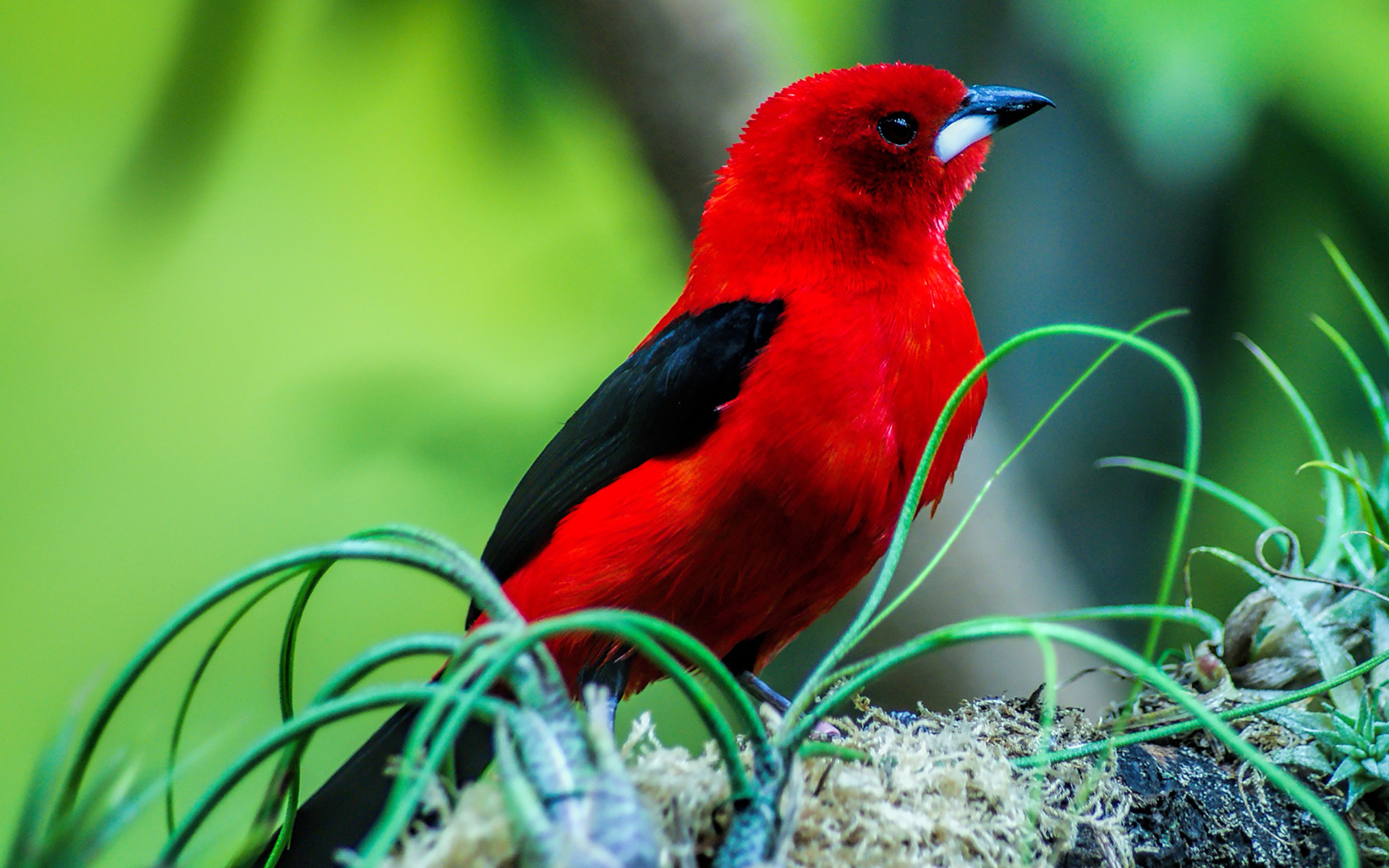 Red Bird Wallpaper Hd (#142844) - HD Wallpaper & Backgrounds Download