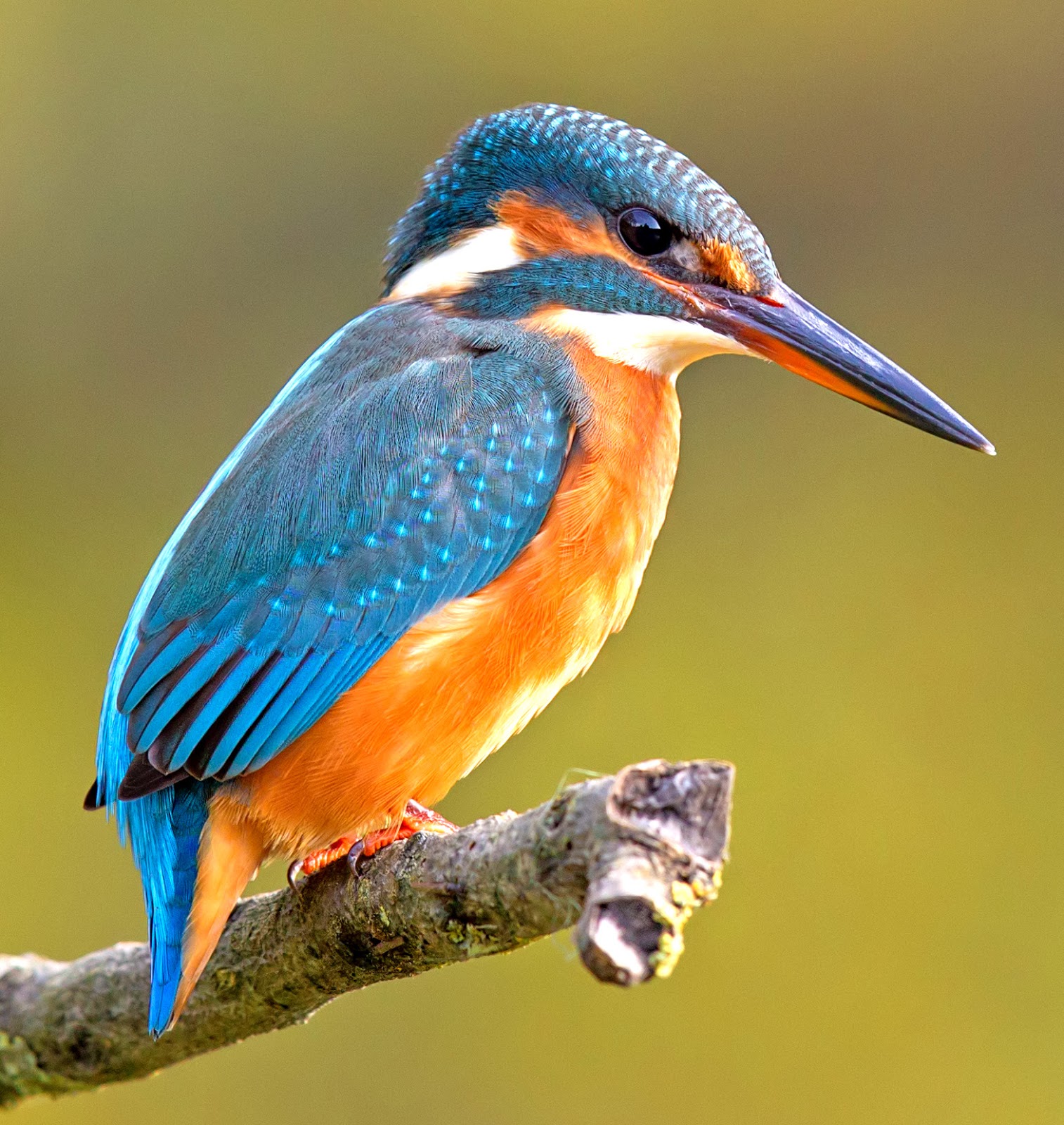 Kingfisher Bird Photos Background Hd Wallpapers Colour Of Kingfisher kingfisher-bird-photos-background-hd-wallpapers-colour-of-kingfisher