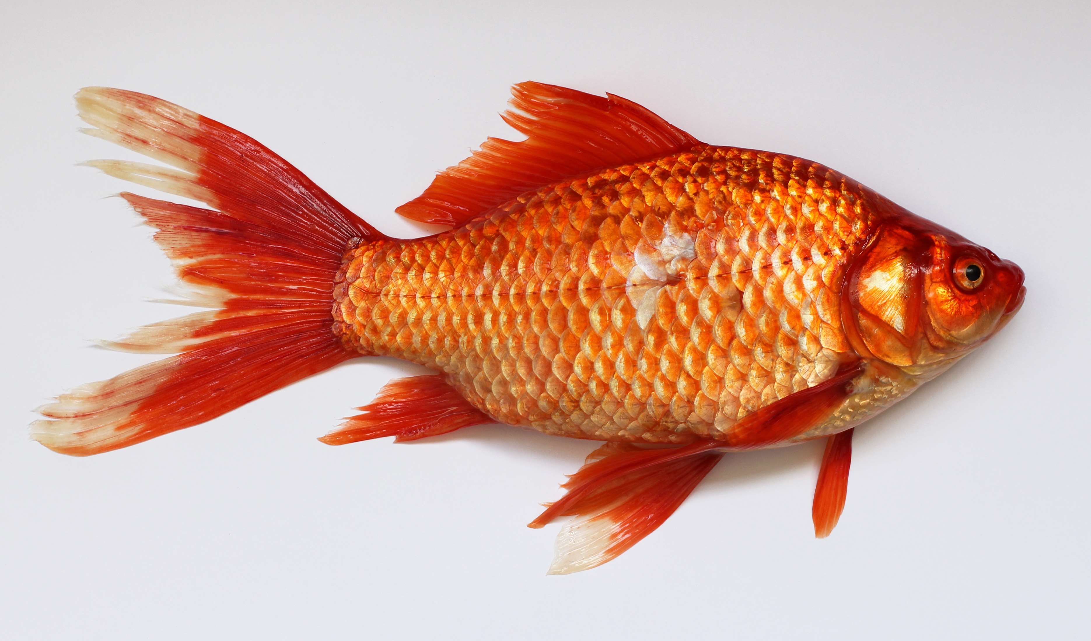 Animal, Aquarium, Carassius, Carp, Fin, Fish, Fish - Red Fish (#1449784 ...