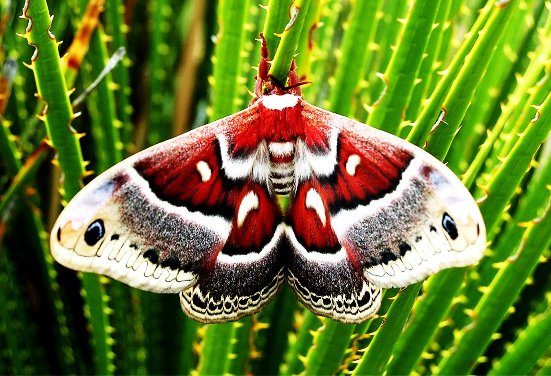 Moth Wallpaper - Columbia Silkworm Moth (#1450592) - HD Wallpaper ...