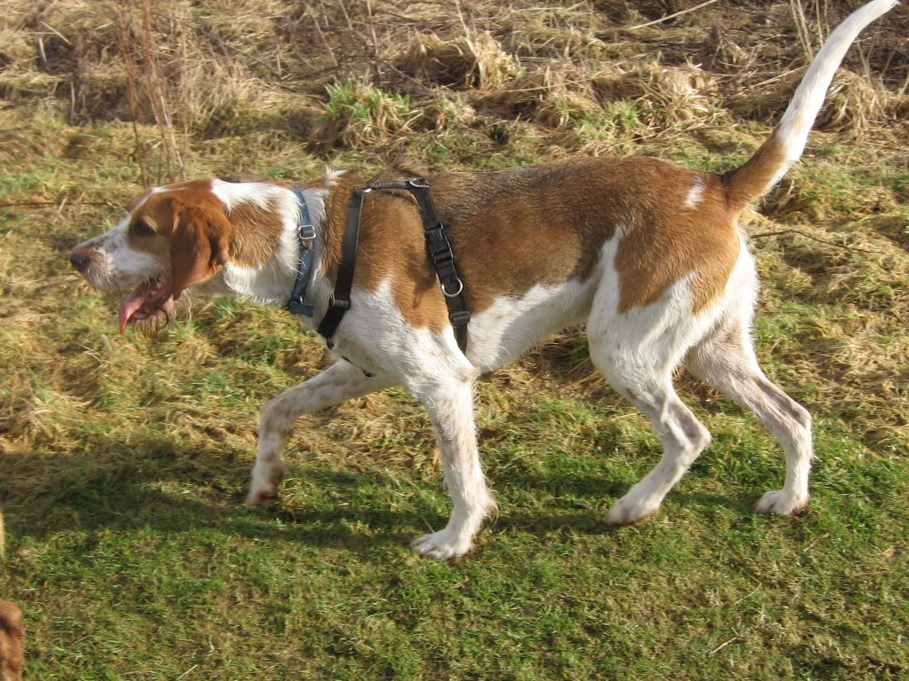 Hunting English Foxhound Dog Photo - Dunker Dog (#1450787) - HD ...