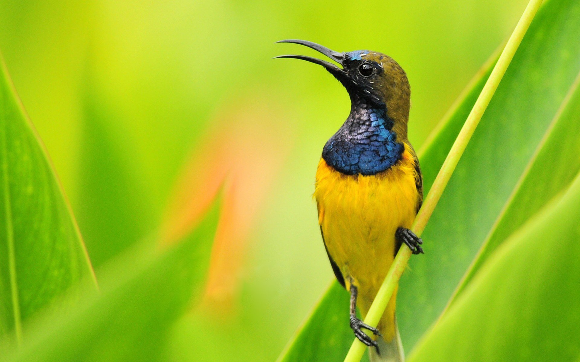 Download Colibri Bird Hd Wallpaper - Yellow Hummingbird On Itl.cat