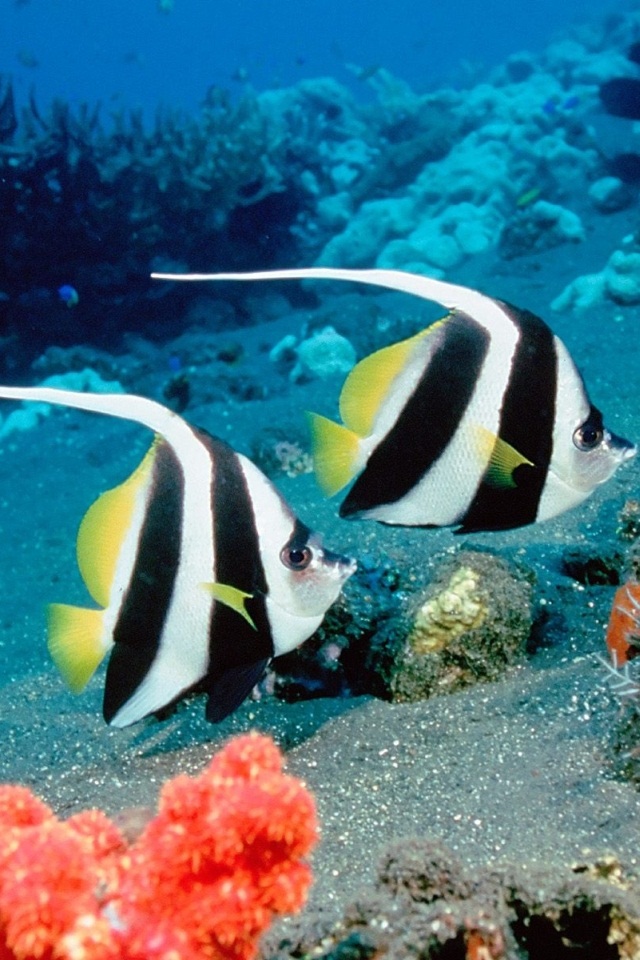 Apple Fish Wallpaper - Clown Fish Wallpaper Iphone 5 (#1488515) - HD ...