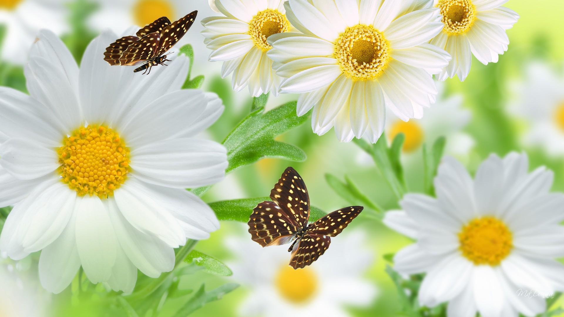 Fresh Daisies Hd Wallpaper - Fresh Flower Hd (#1521893) - HD Wallpaper ...