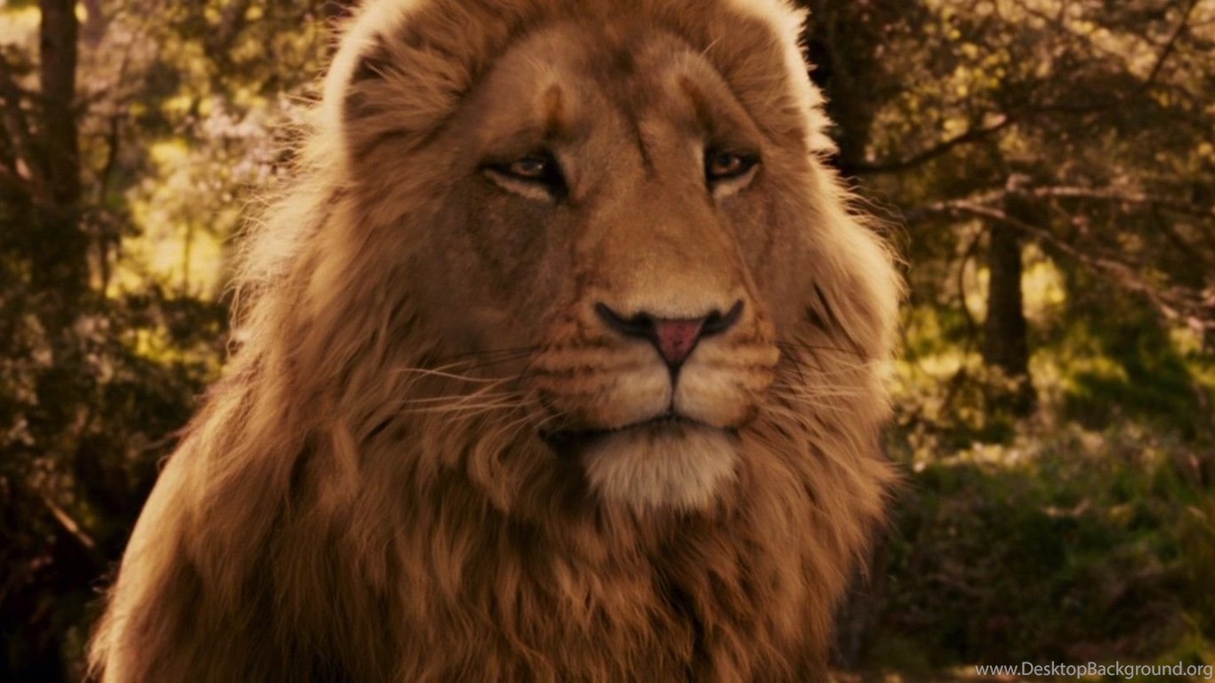 Aslan Narnia (#1527318) - HD Wallpaper & Backgrounds Download