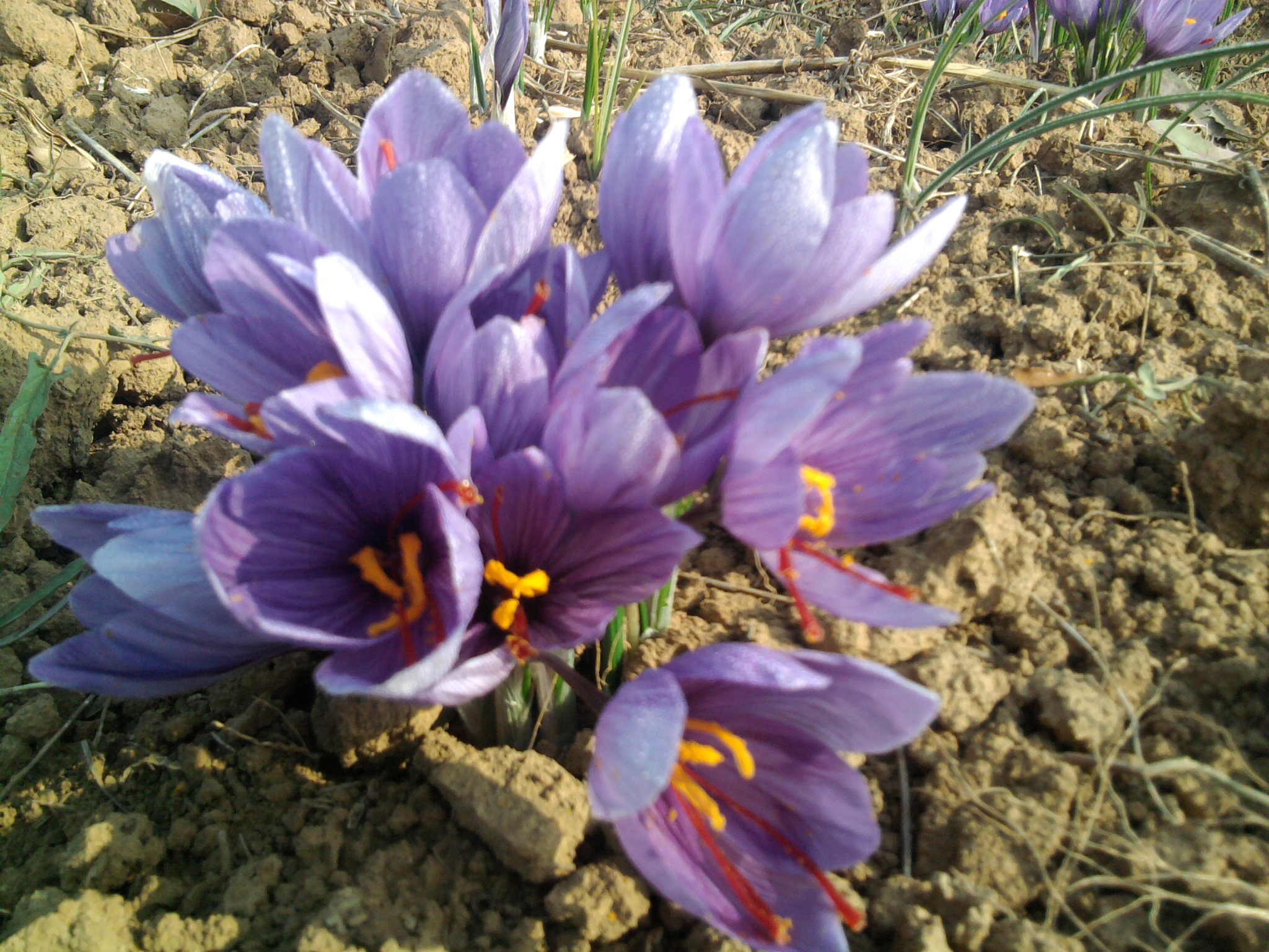 Spring Crocus (#1536302) - HD Wallpaper & Backgrounds Download