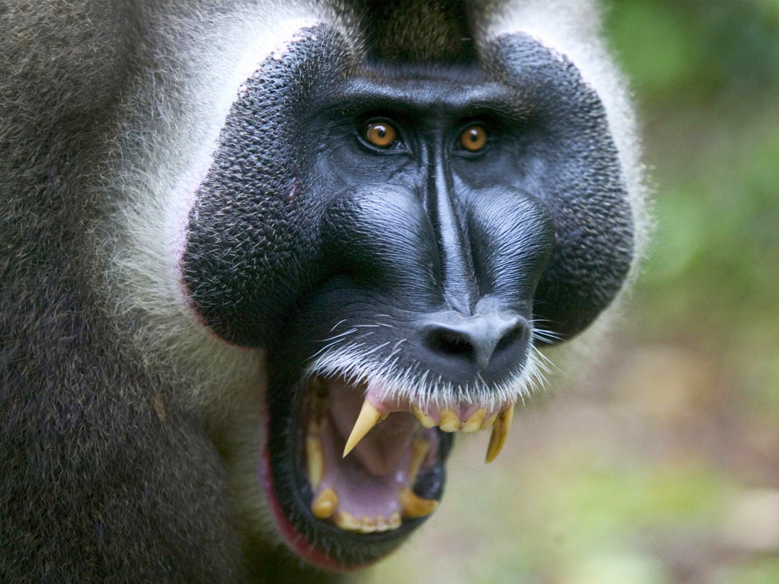 Fierce Baboon Computer Wallpaper - Wild Baboon (#1540010) - HD ...