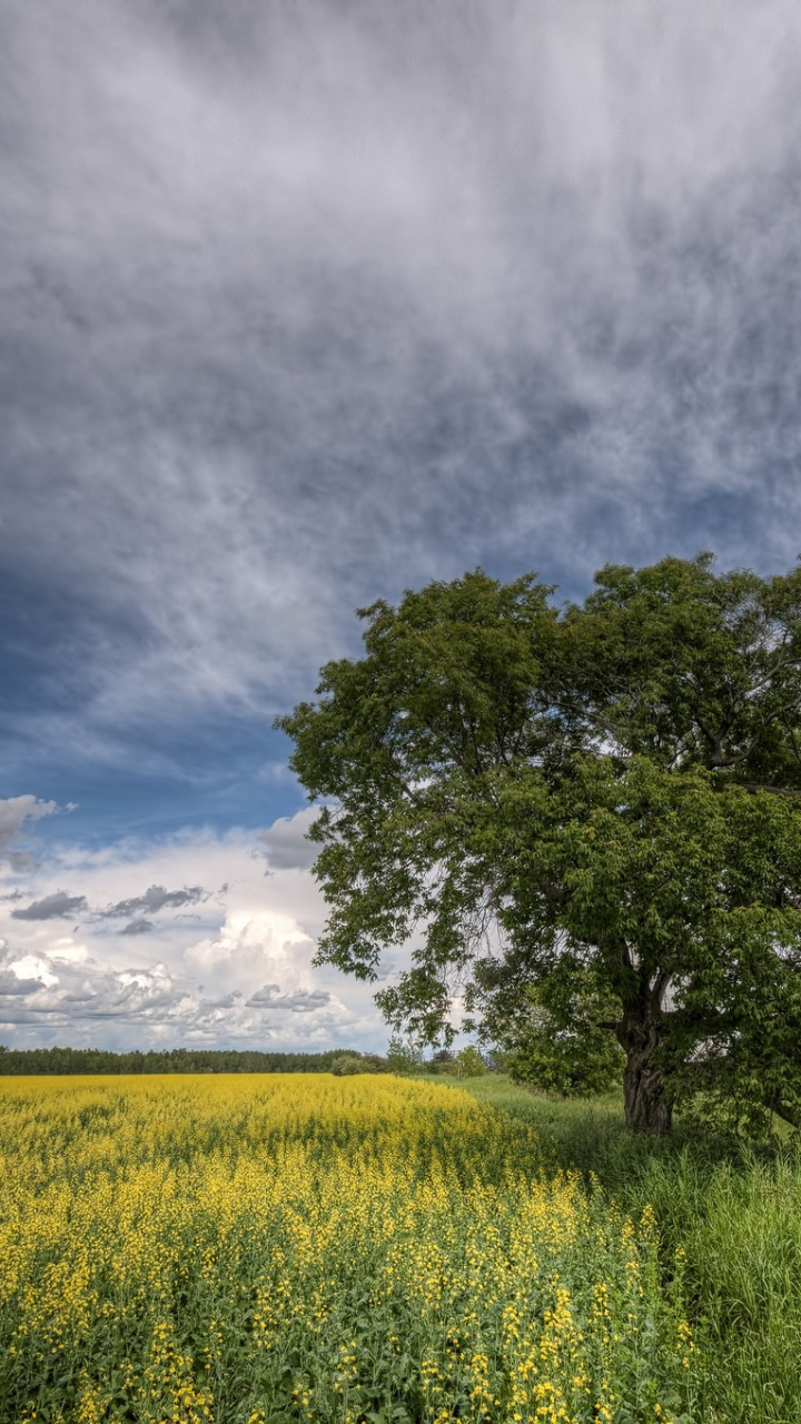 Plain, Landscaping, Vegetation, Field, Prairie Wallpaper - Tree ...